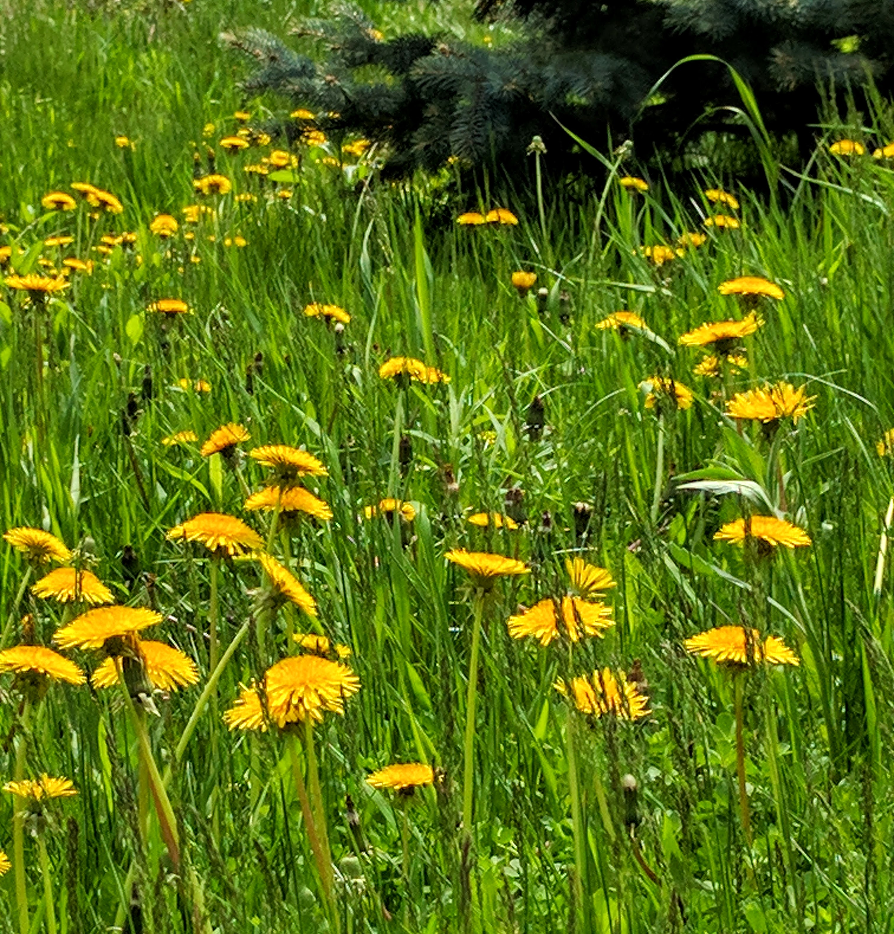 Dandelion Gold Canada Blog