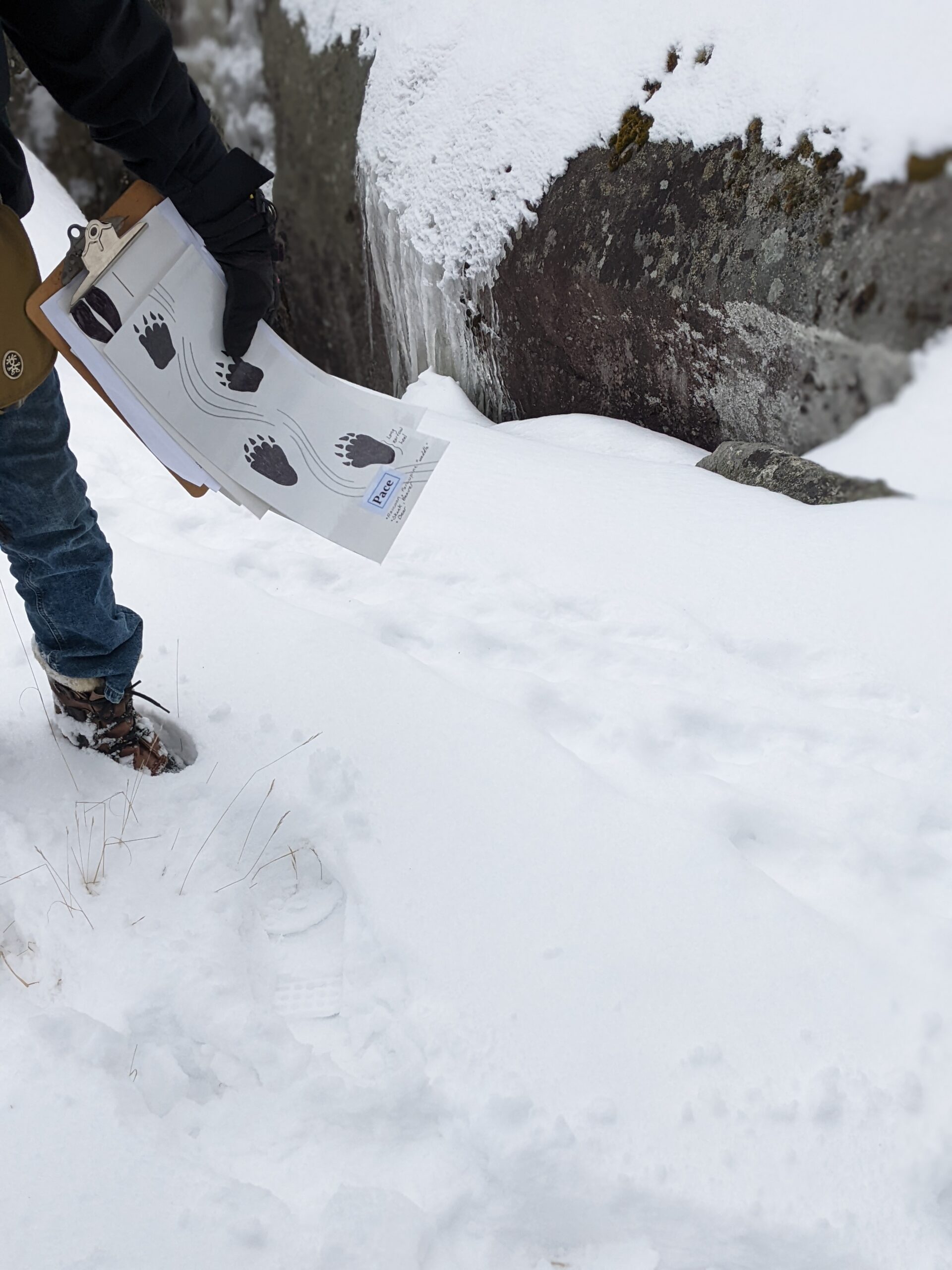 Stories in the snow - tracks - Canada blog
